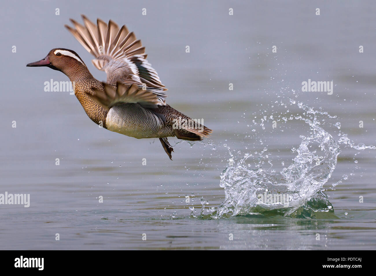 Male Garganey taking off from the water Stock Photo - Alamy