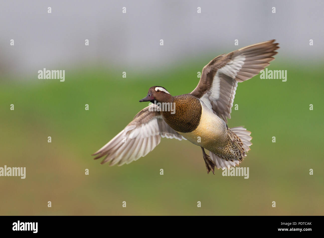 Male garganey hi-res stock photography and images - Alamy