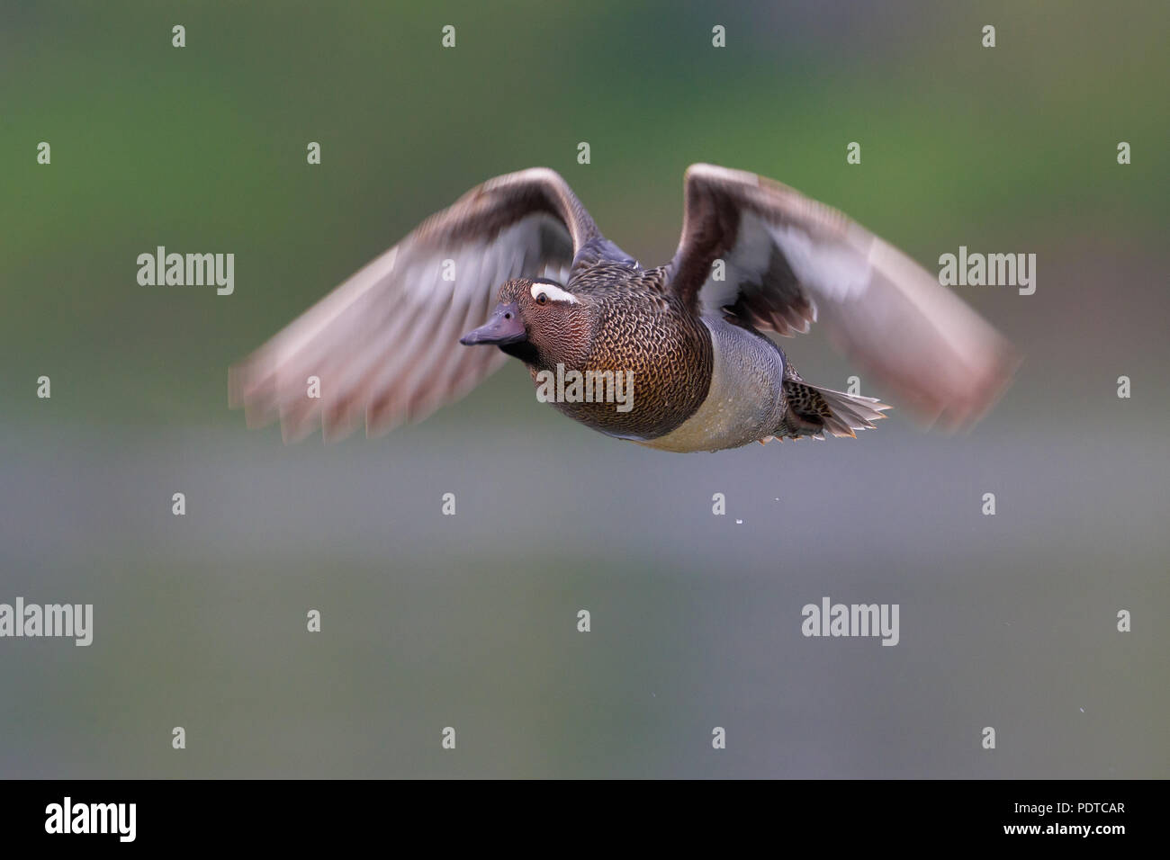 Male Garganey flying Stock Photo - Alamy