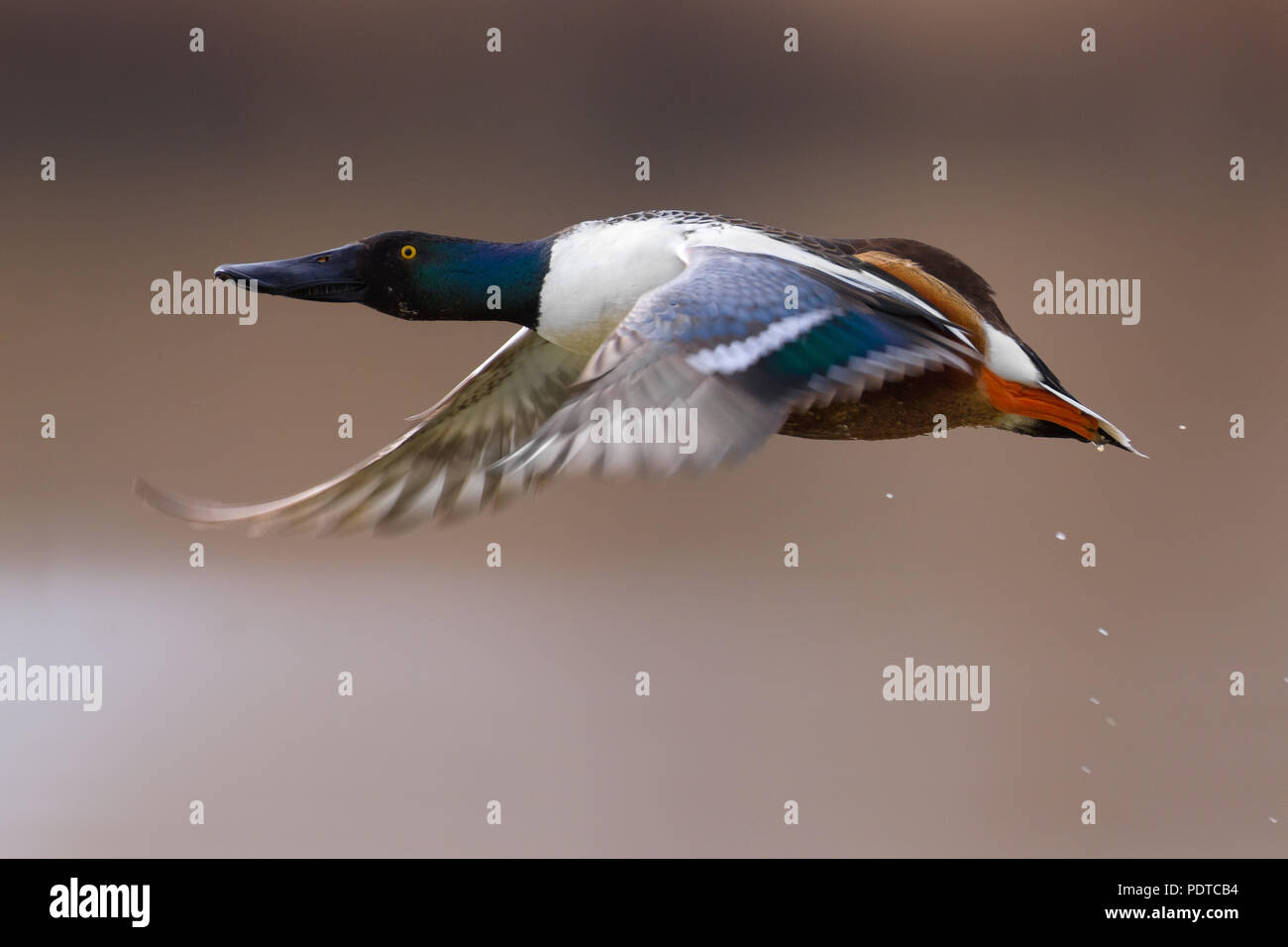 Male Northern Shoveler flying Stock Photo - Alamy