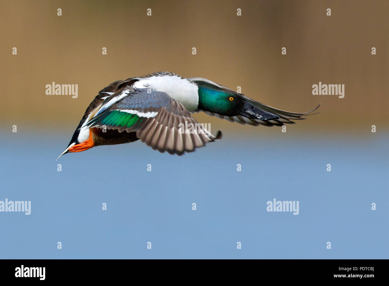 Male Northern Shoveler flying Stock Photo - Alamy