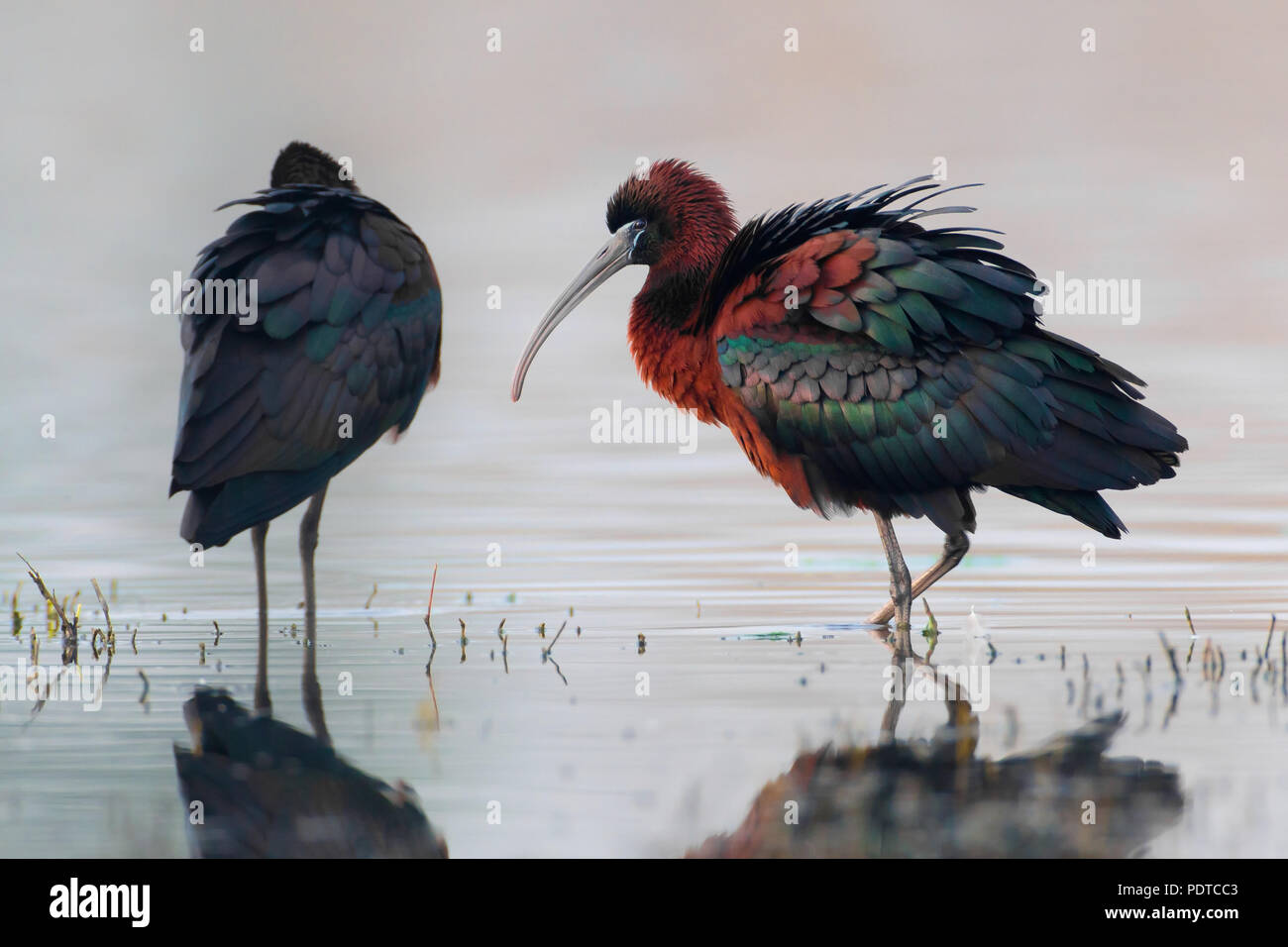 Ibis fauna hi-res stock photography and images - Alamy