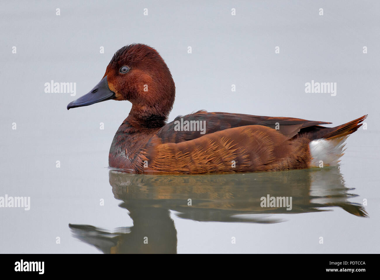 Female Ferruginous Duck swimming Stock Photo - Alamy