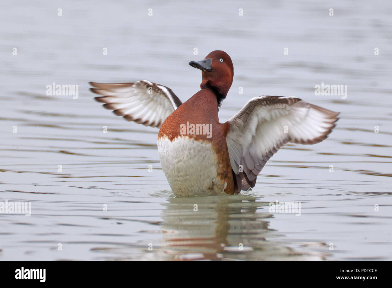 Male Ferruginous Duck flapping its wings Stock Photo - Alamy