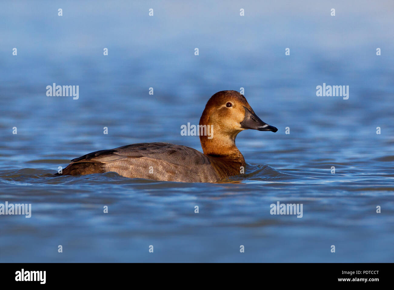Female Common Pochard swimming Stock Photo - Alamy
