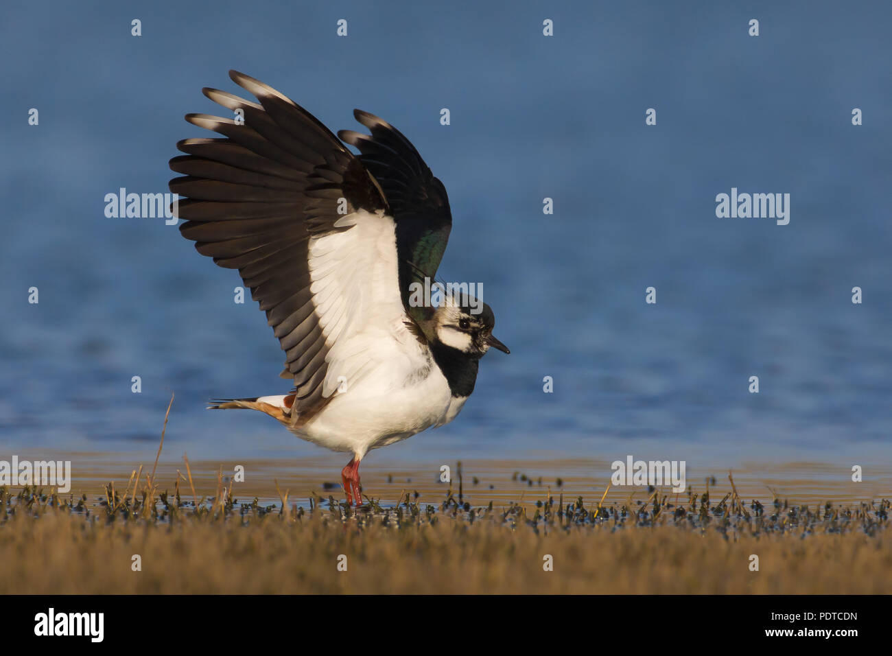 Bird raising wings hi-res stock photography and images - Alamy