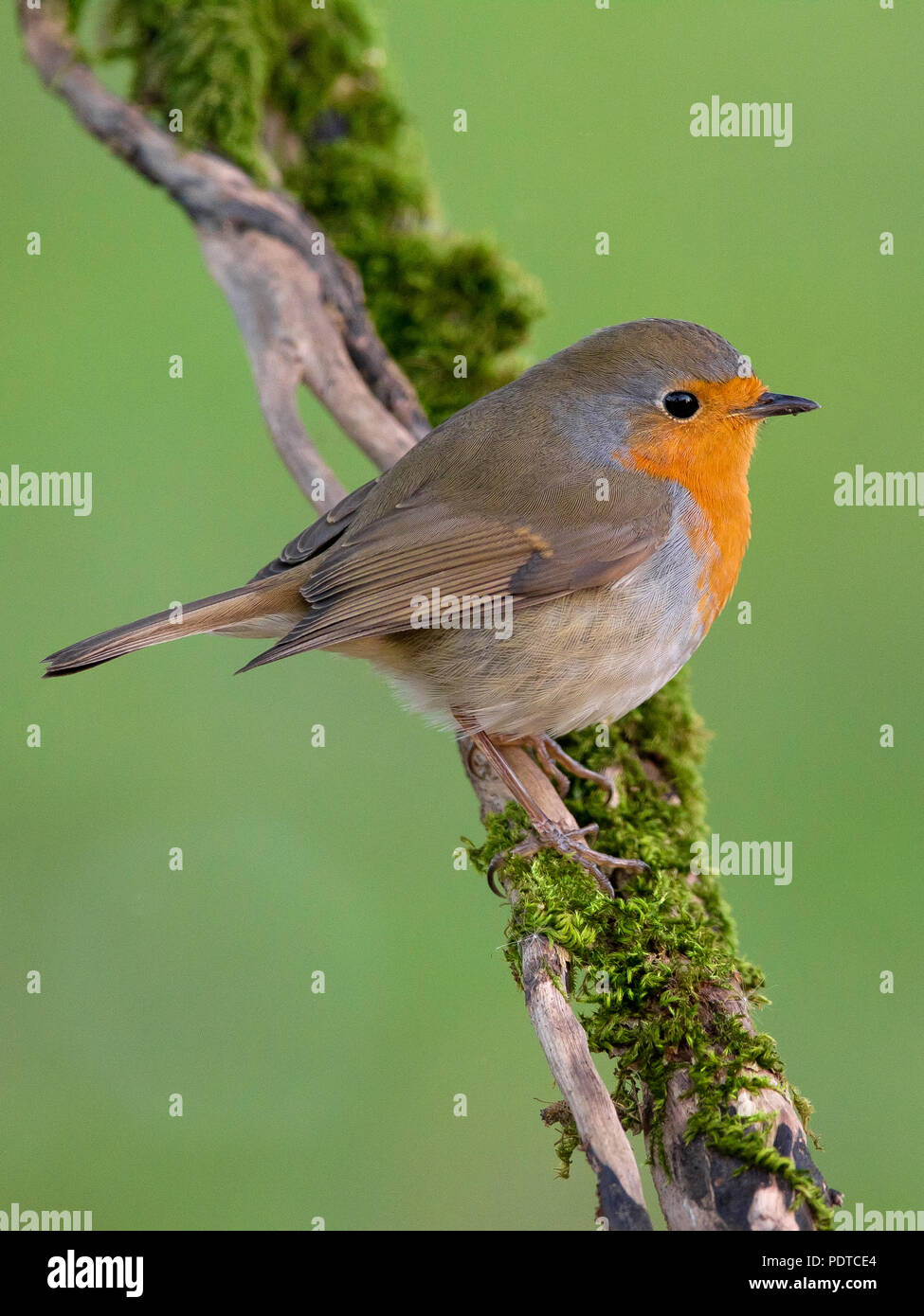 Robin on branch hi-res stock photography and images - Alamy