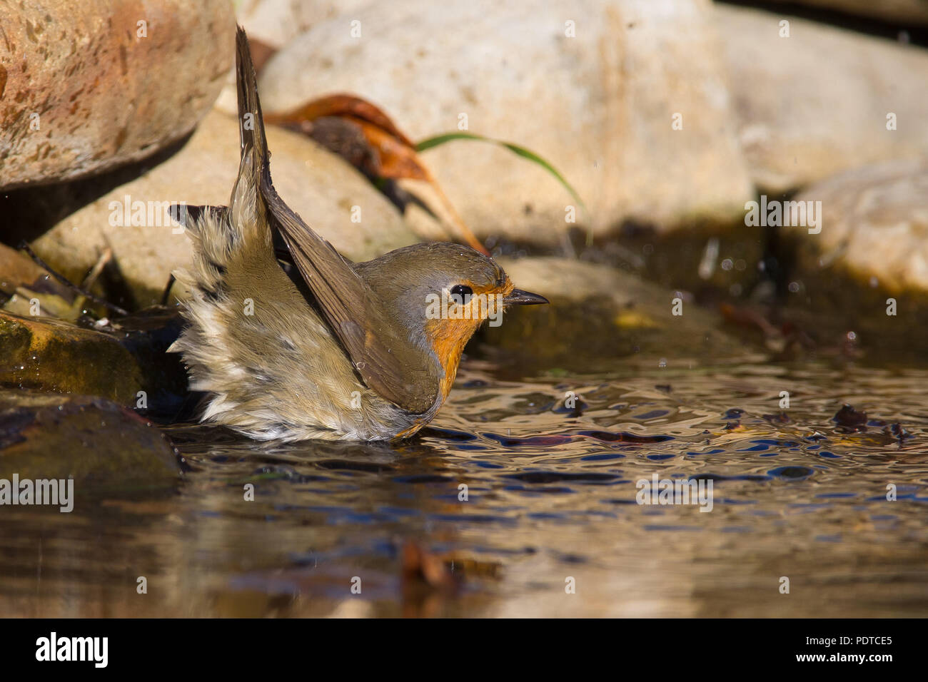 Robin taking a bath Stock Photo - Alamy