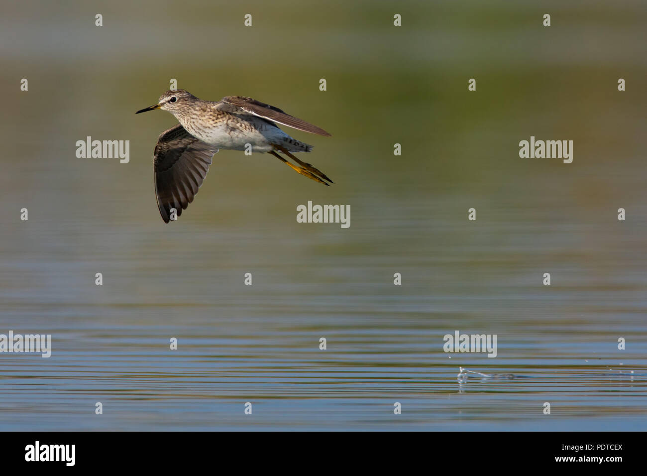 Wood Sandpiper flying across water Stock Photo - Alamy