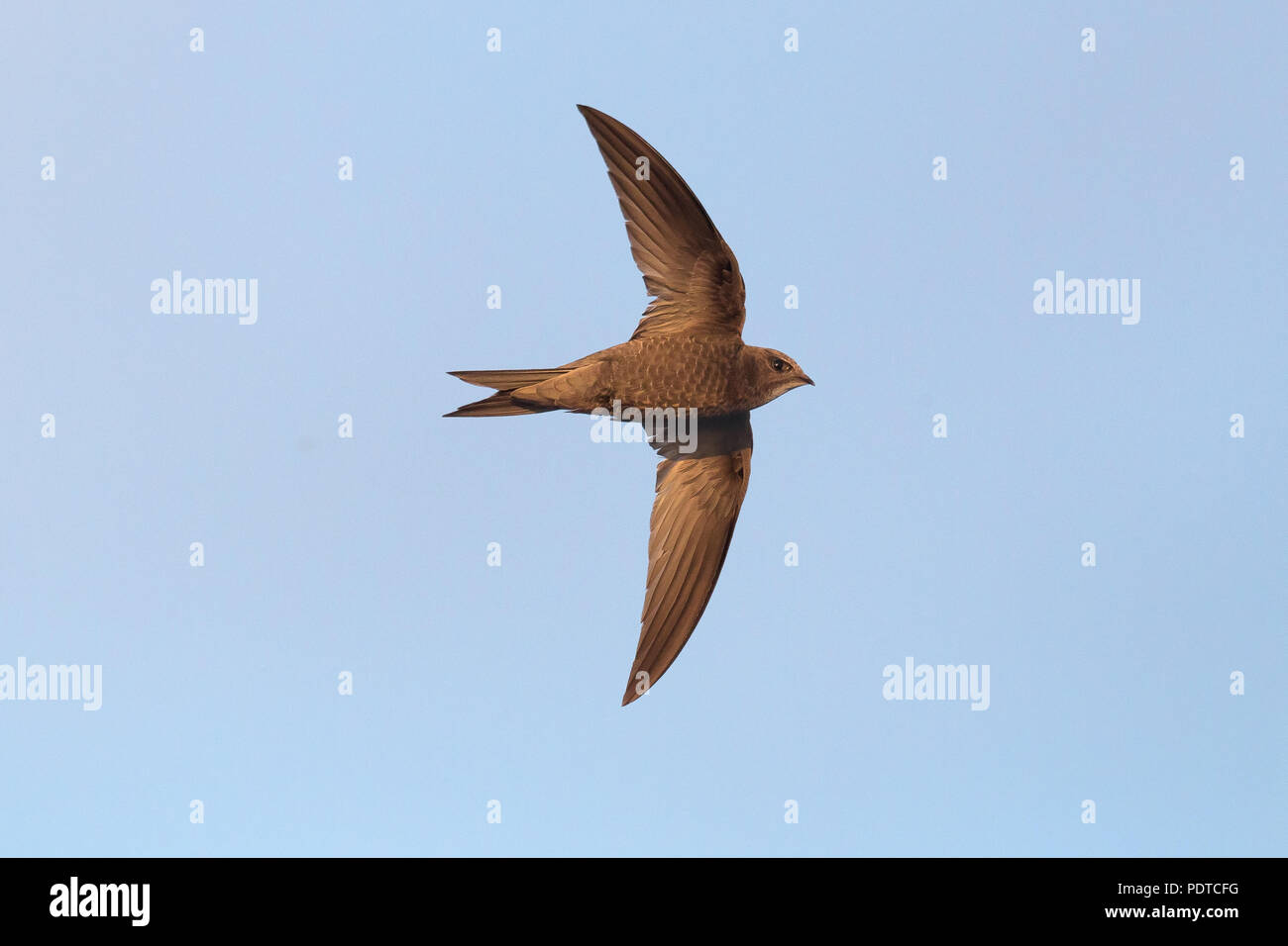 Pallid Swift flying Stock Photo - Alamy
