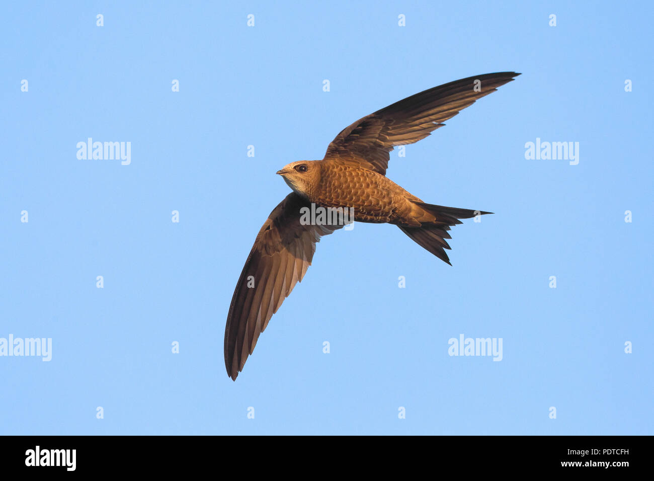 Swift flying bird hi-res stock photography and images - Alamy