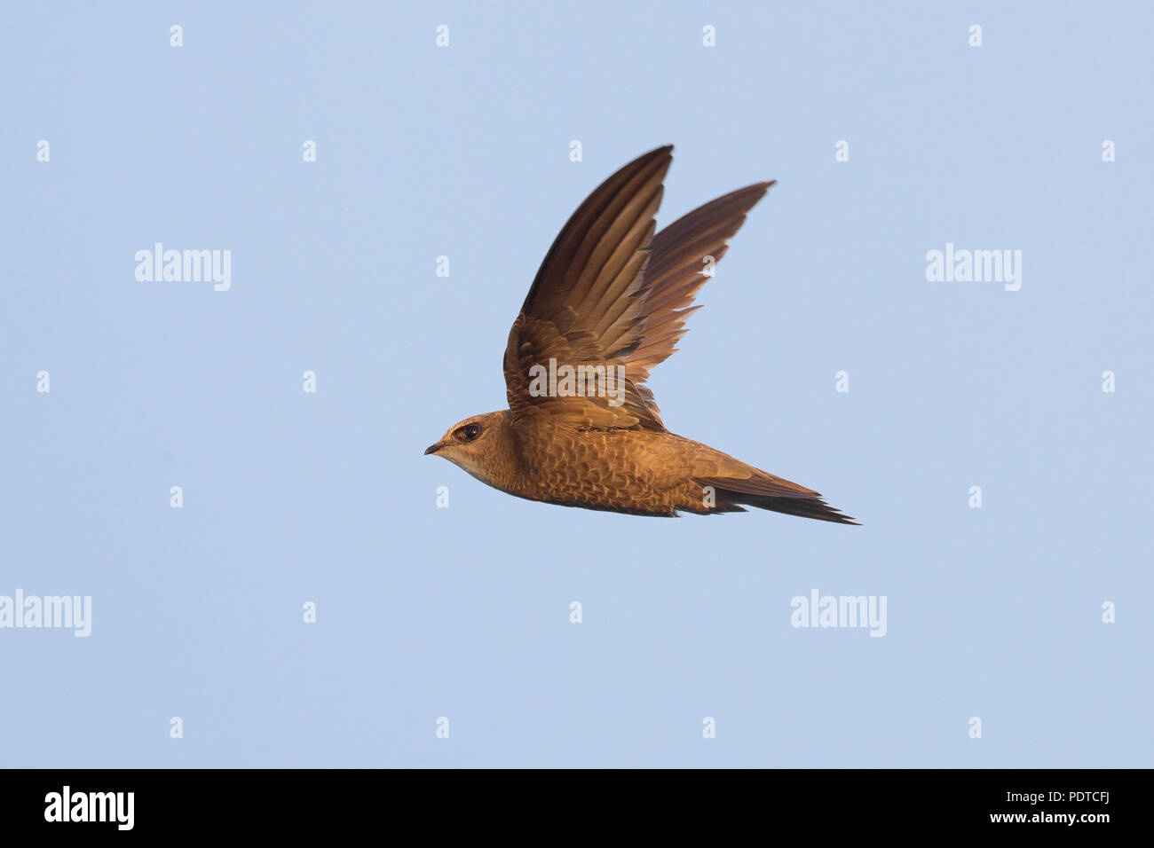 Swift flying bird hi-res stock photography and images - Alamy