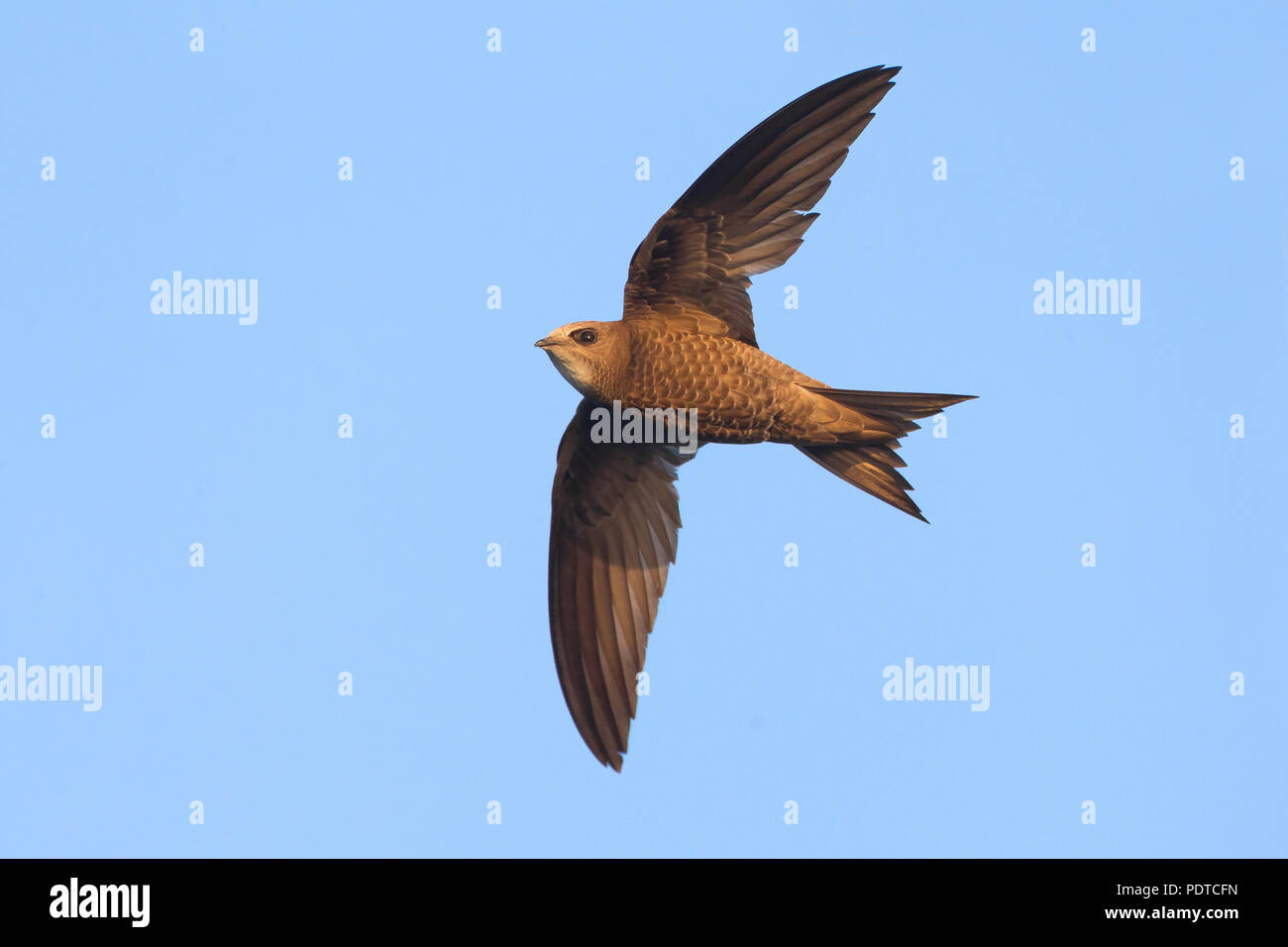 Swift bird hi-res stock photography and images - Alamy