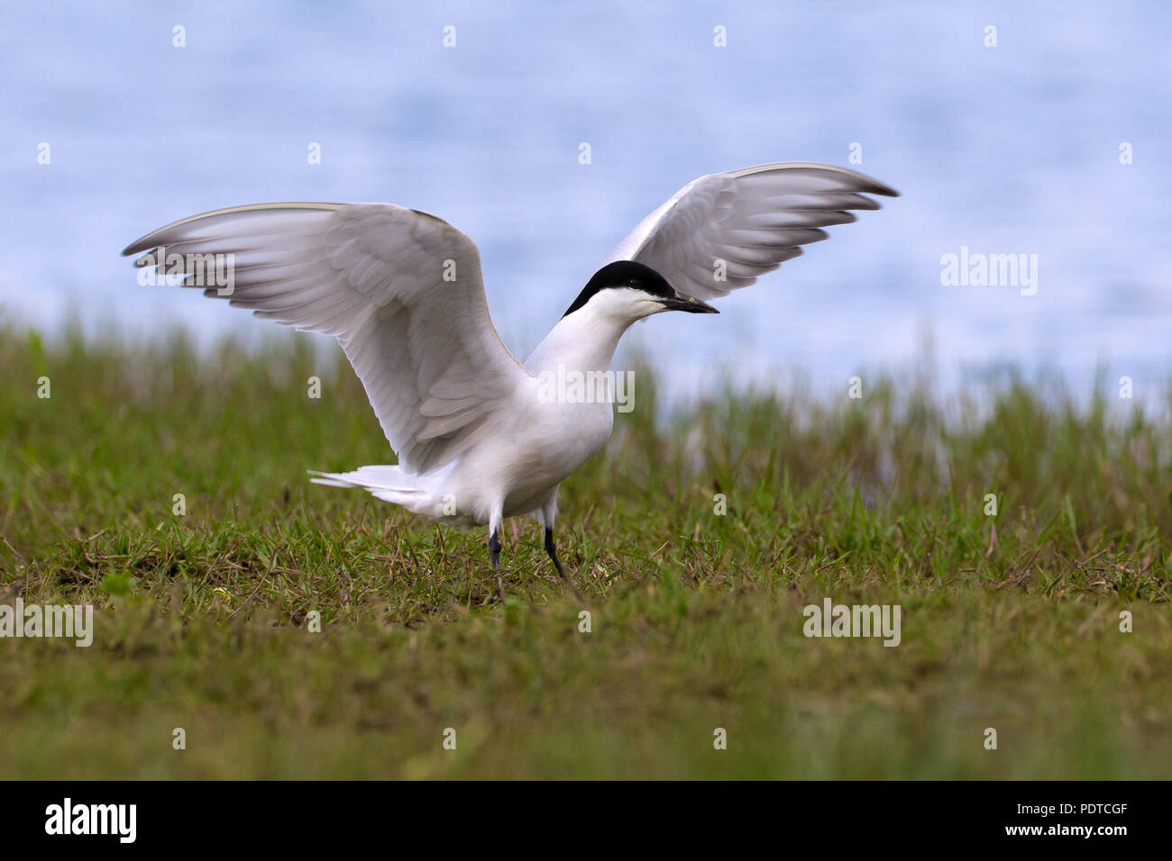 Adult Gull Billed Tern In Breeding Plumage Standing With Its S Wings