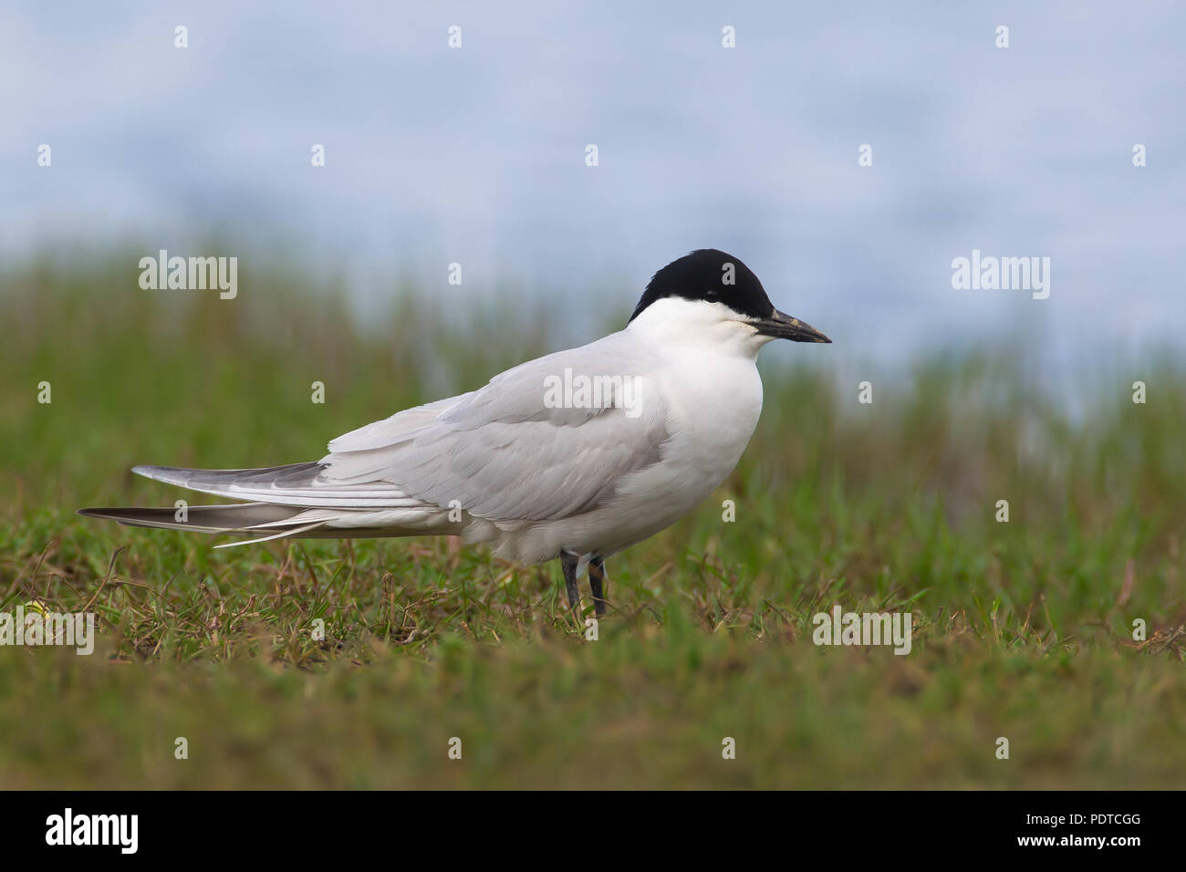 Gull Billed Tern Hi Res Stock Photography And Images Alamy