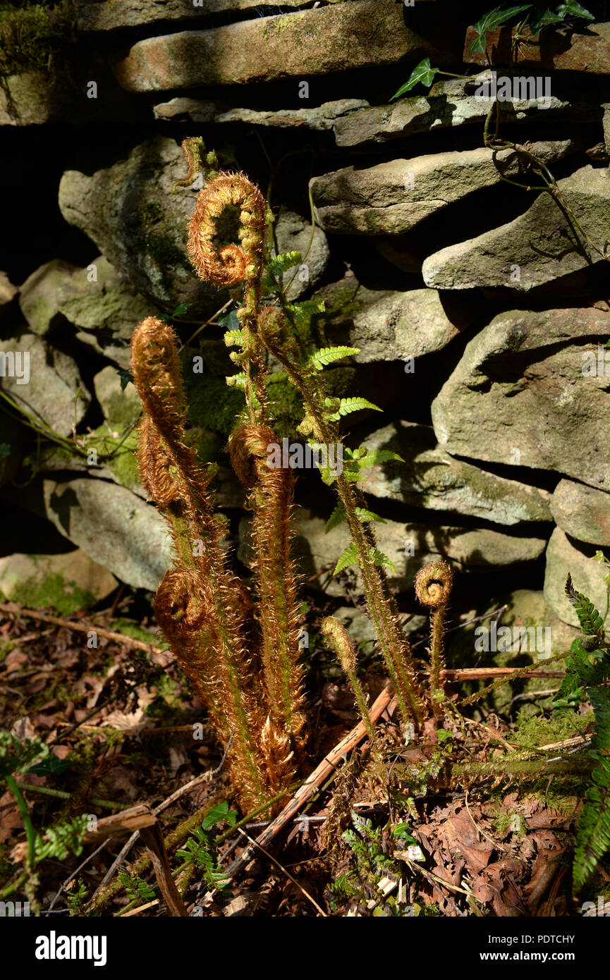 Ferns growing dry stone wall hi-res stock photography and images - Alamy