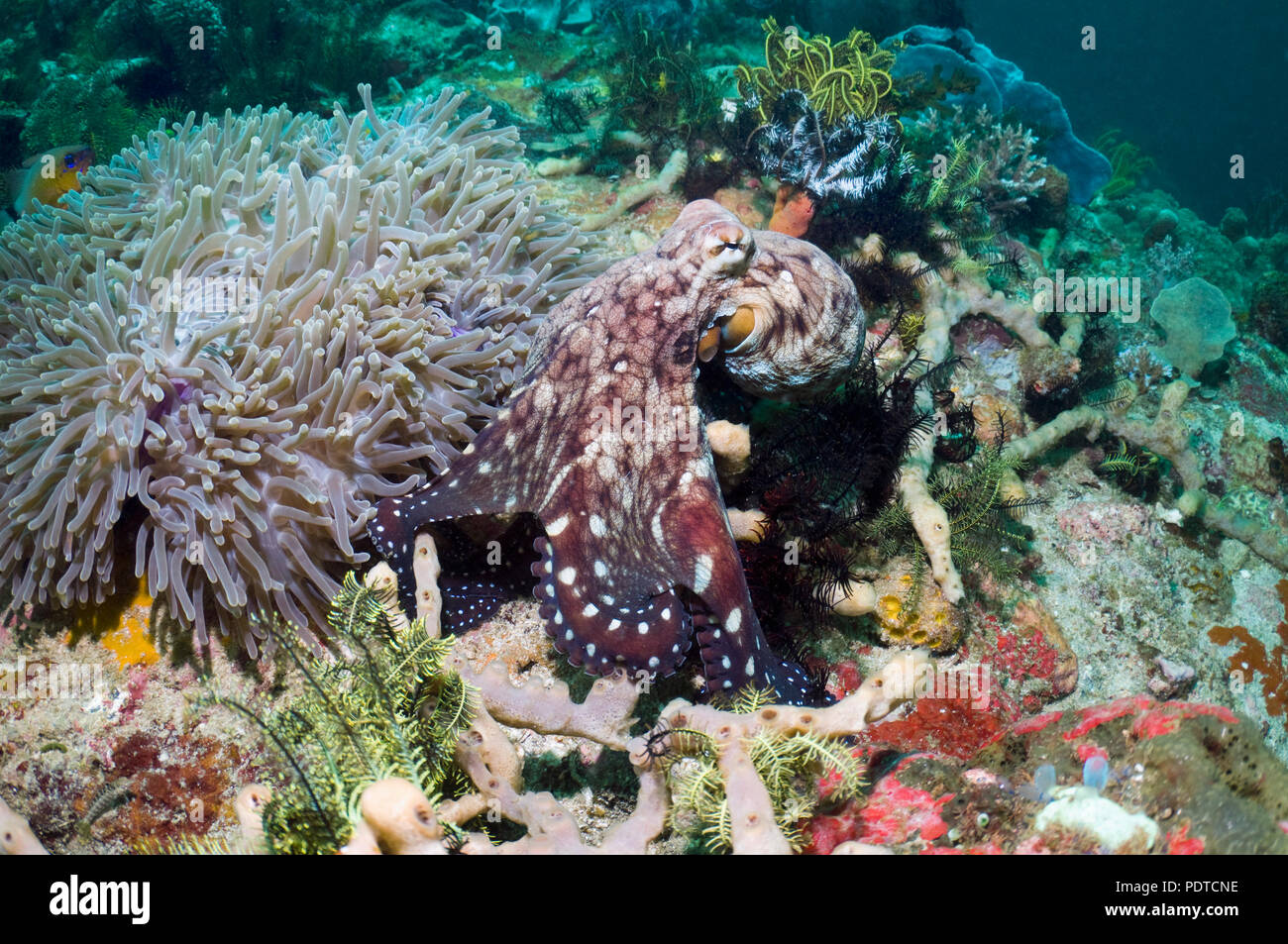 Day octopus (Octopus cyanea) hunting on coral reef with an anemone ...
