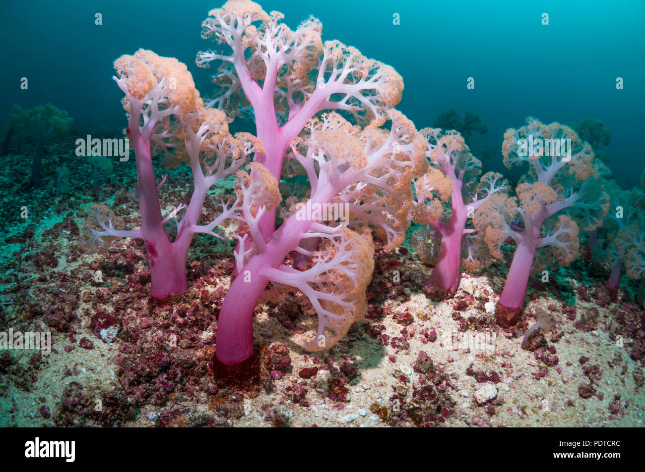 Soft Coral