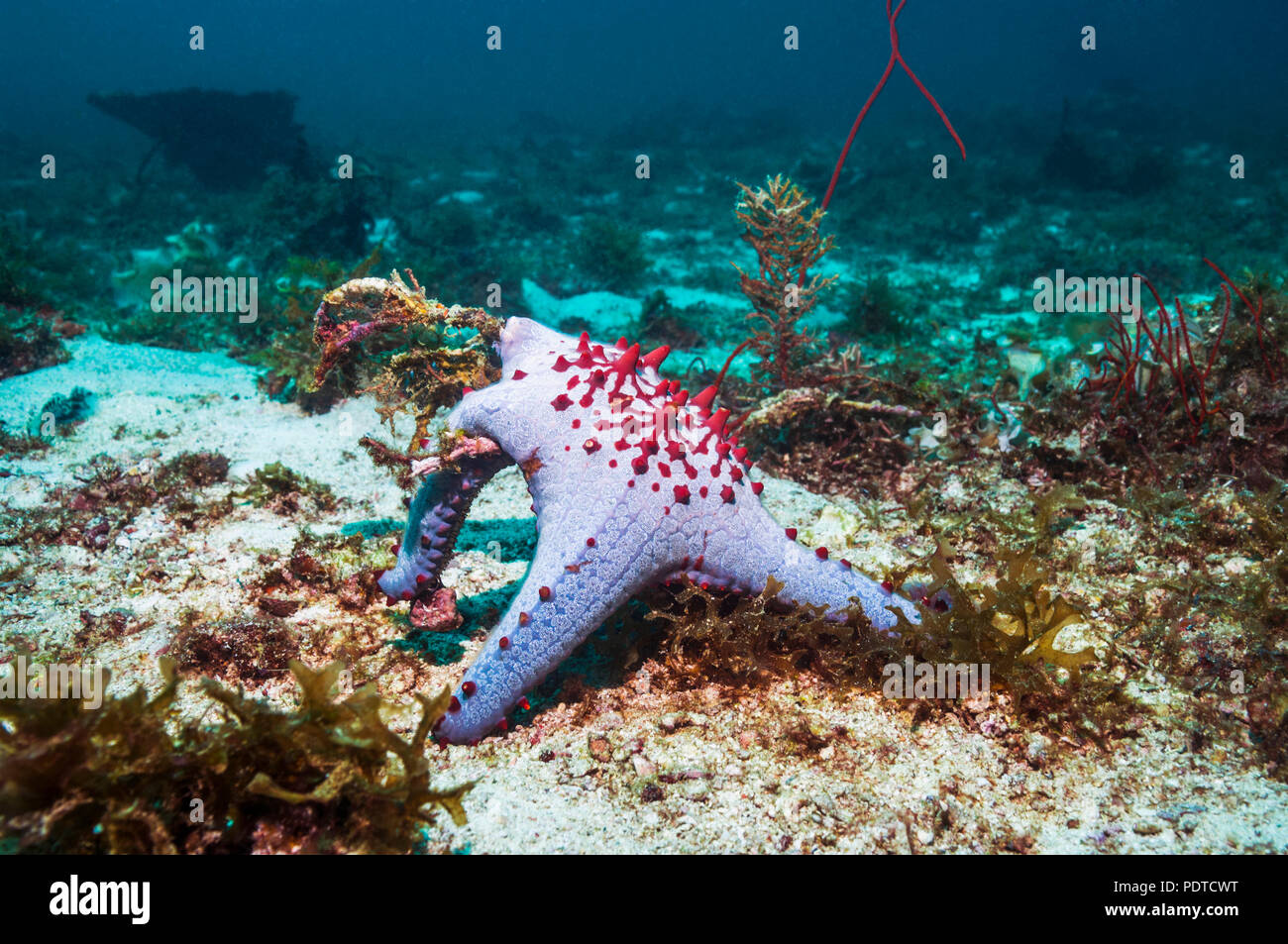 Honeycomb or Cushion starfish [Pentaceraster alveolatus]. Oreasteridae ...