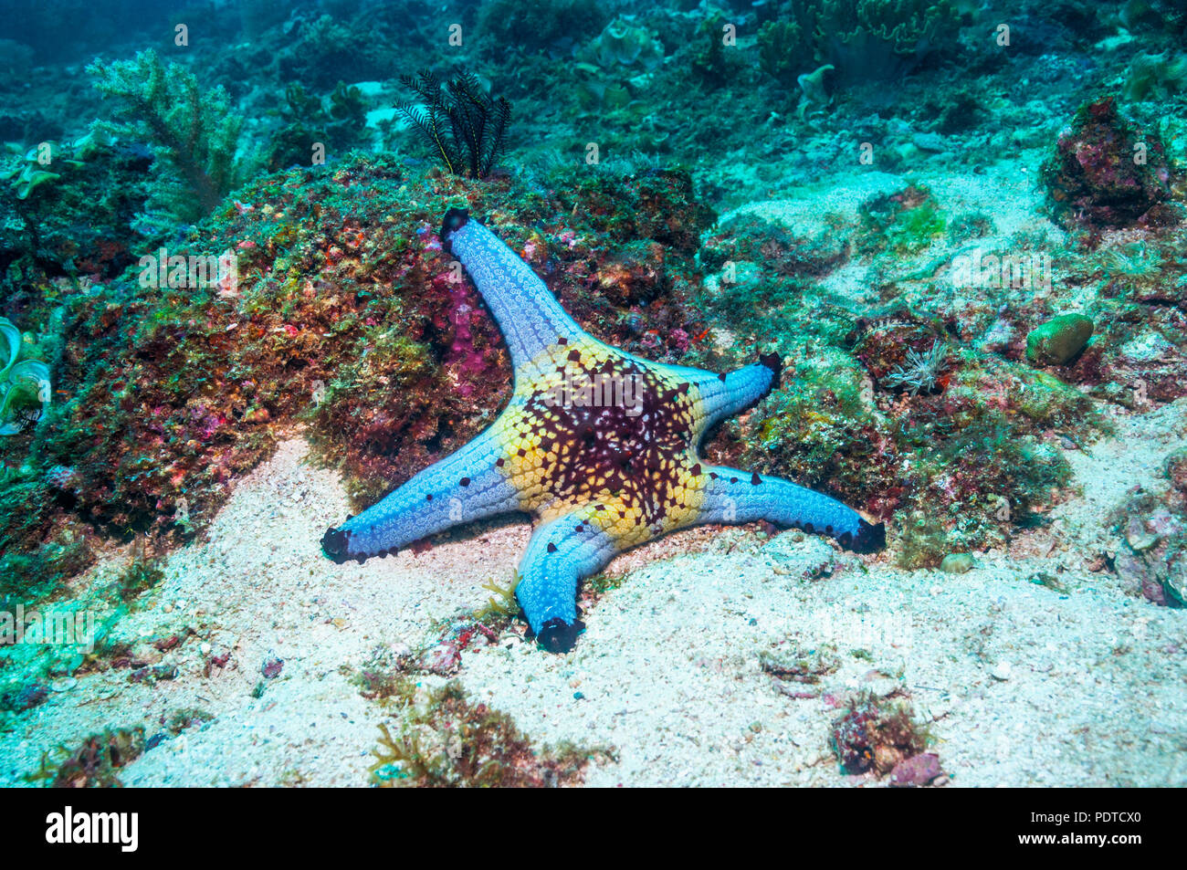 Honeycomb or Cushion starfish [Pentaceraster alveolatus]. Oreasteridae ...