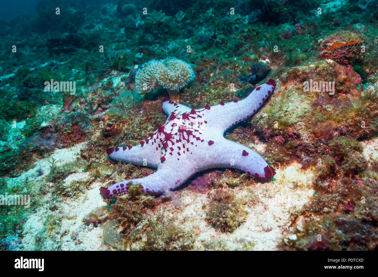 Honeycomb or Cushion starfish [Pentaceraster alveolatus]. Oreasteridae ...