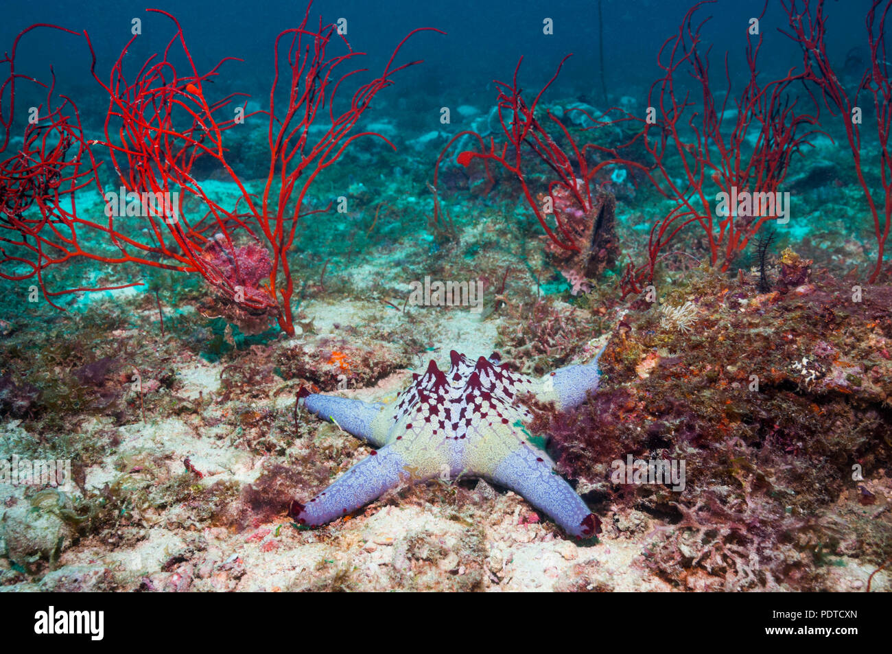 Honeycomb or Cushion starfish [Pentaceraster alveolatus]. Oreasteridae ...