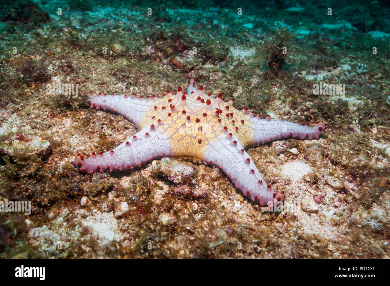 Honeycomb or Cushion starfish [Pentaceraster alveolatus]. Oreasteridae ...