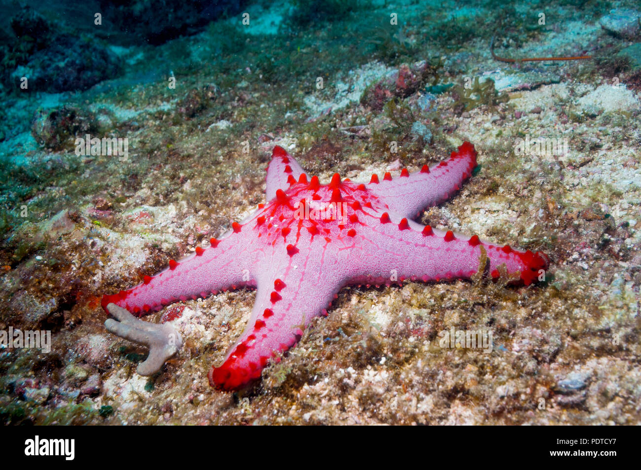 Honeycomb or Cushion starfish [Pentaceraster alveolatus]. Oreasteridae ...
