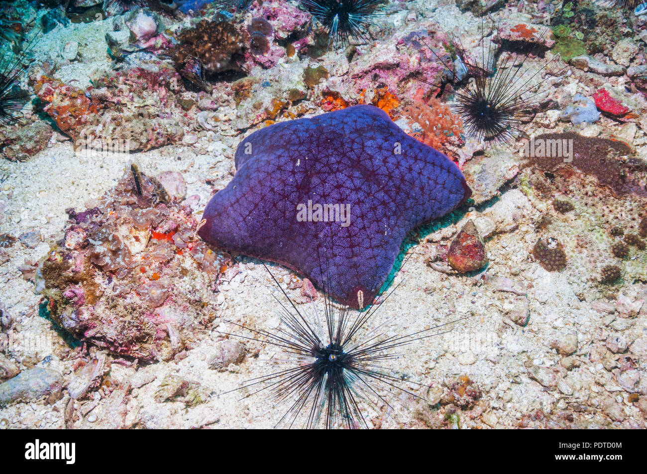 Cushion starfish [Halityle regularis]. Cebu, Malapascua Island ...