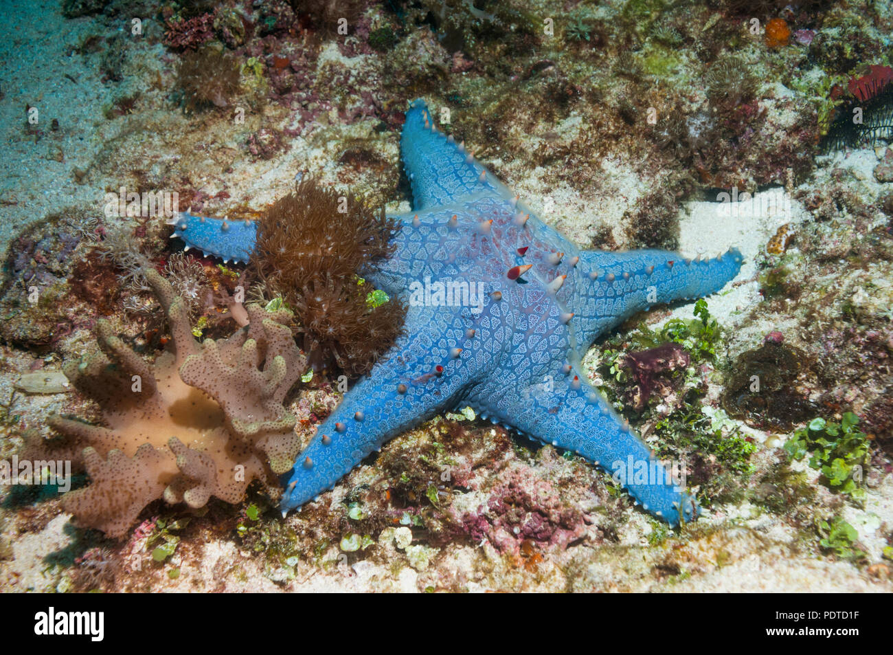 Honeycomb or Cushion starfish [Pentaceraster alveolatus]. Oreasteridae ...