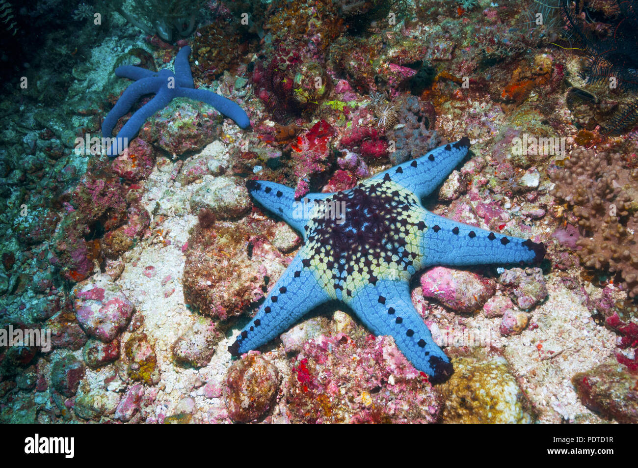 Blue Sea Star