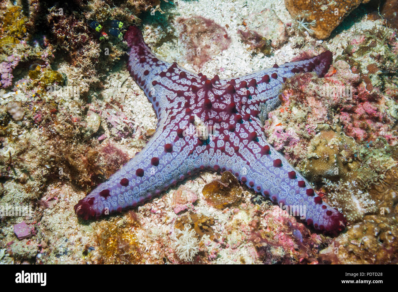Honeycomb or Cushion starfish [Pentaceraster alveolatus] with four arms ...