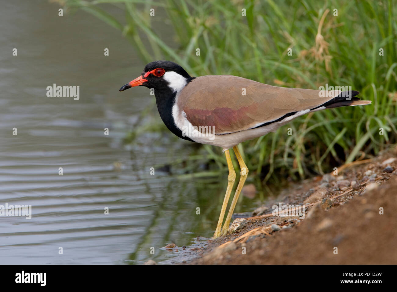 Charadriidae hi-res stock photography and images - Alamy