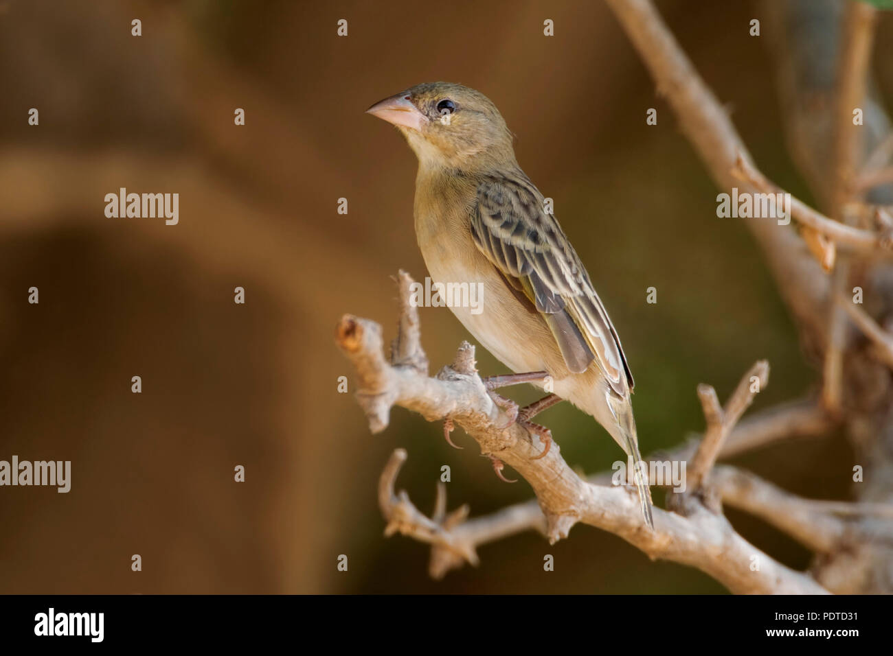 Weavers and widowbirds hi-res stock photography and images - Alamy