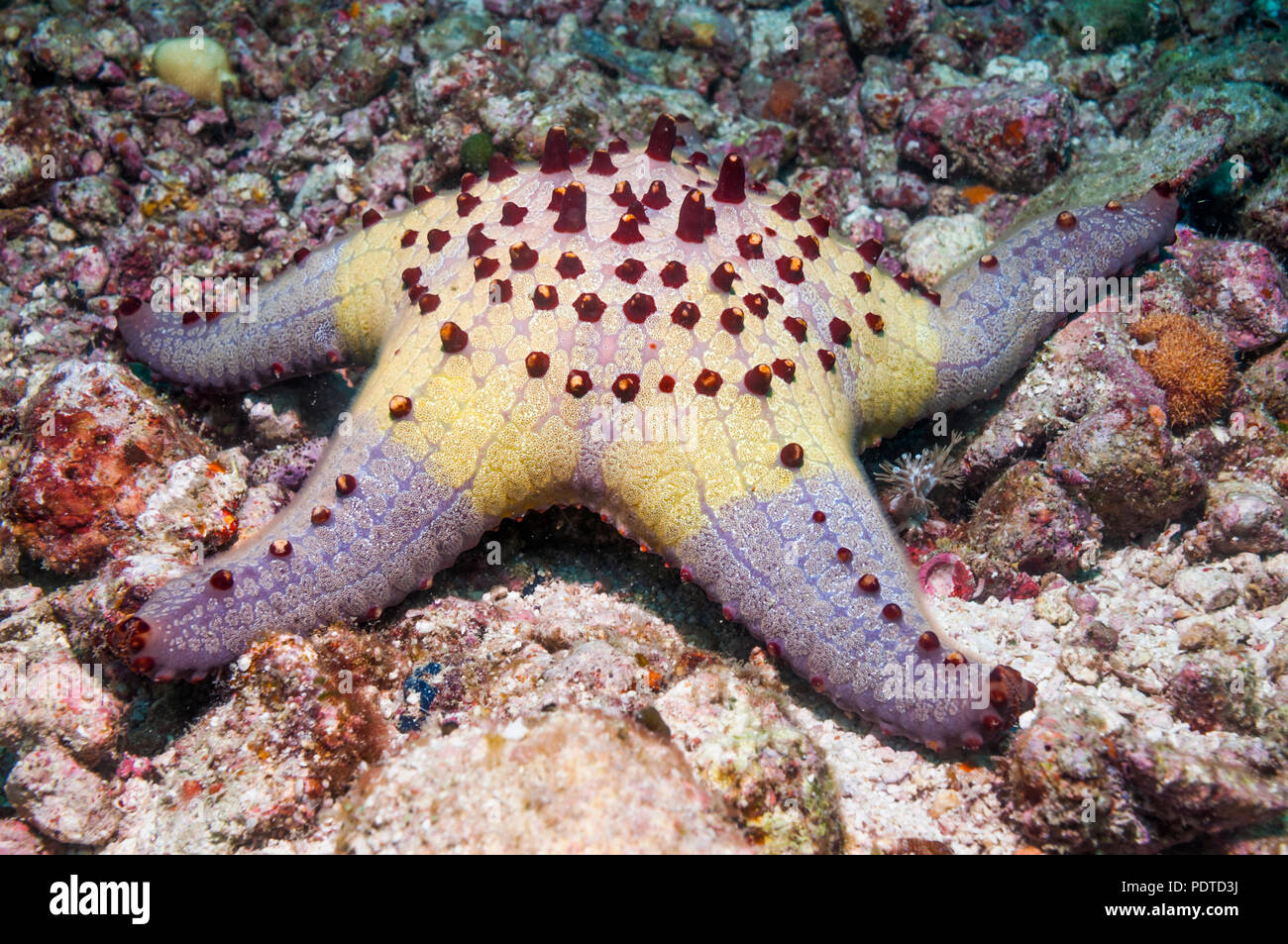 Honeycomb or Cushion starfish [Pentaceraster alveolatus]. Oreasteridae ...