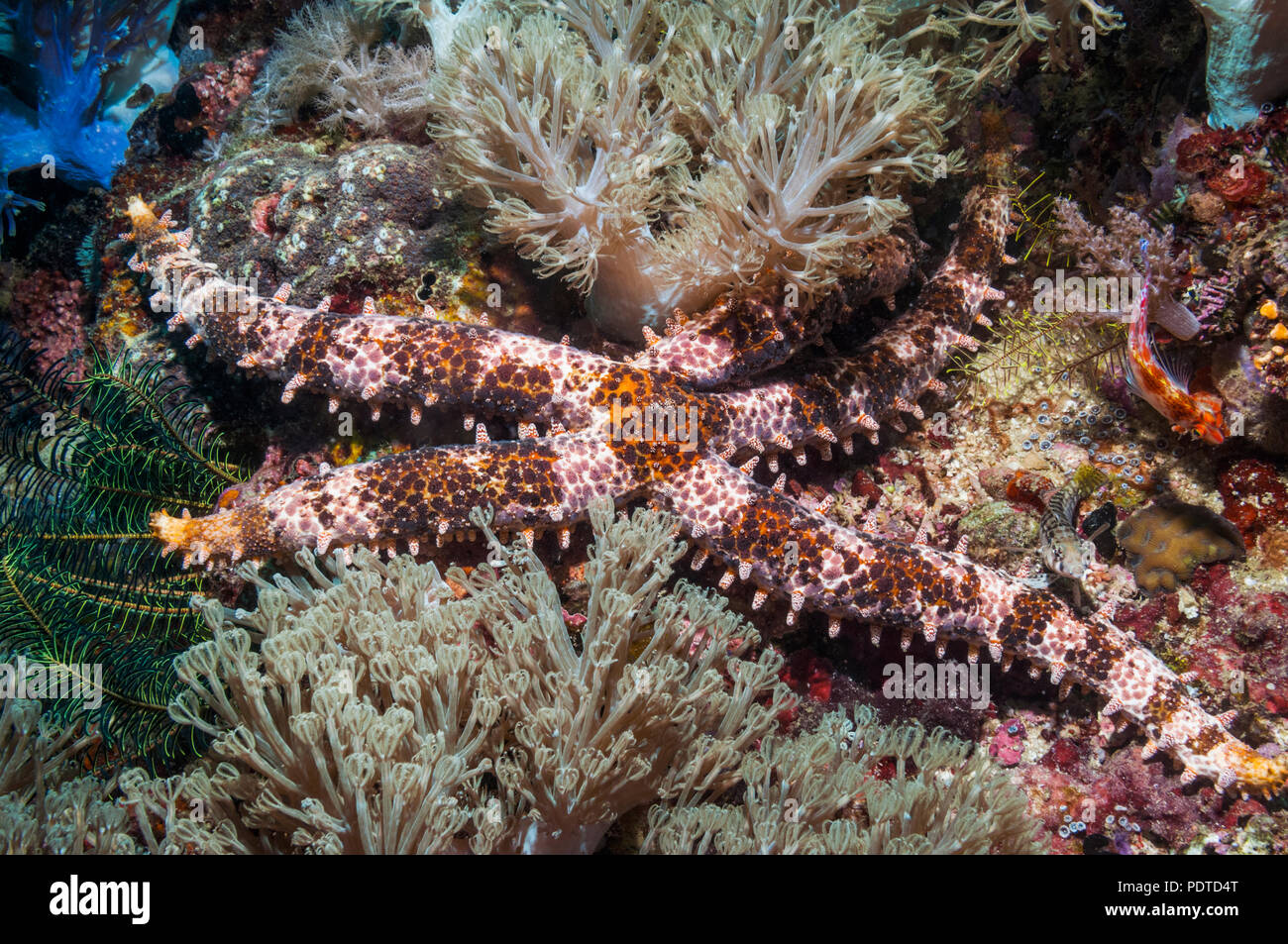 Clavigera hi-res stock photography and images - Alamy