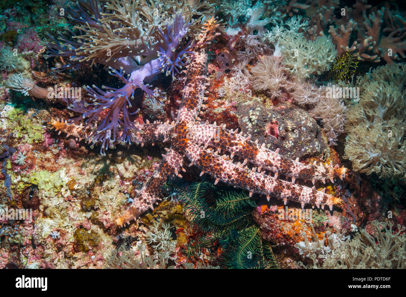 Starfish [Mithrodia clavigera]. Malapascua Island, Philippines Stock ...