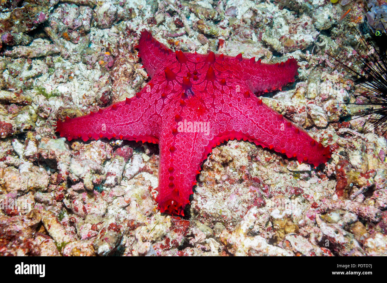Honeycomb or Cushion starfish [Pentaceraster alveolatus]. Oreasteridae ...
