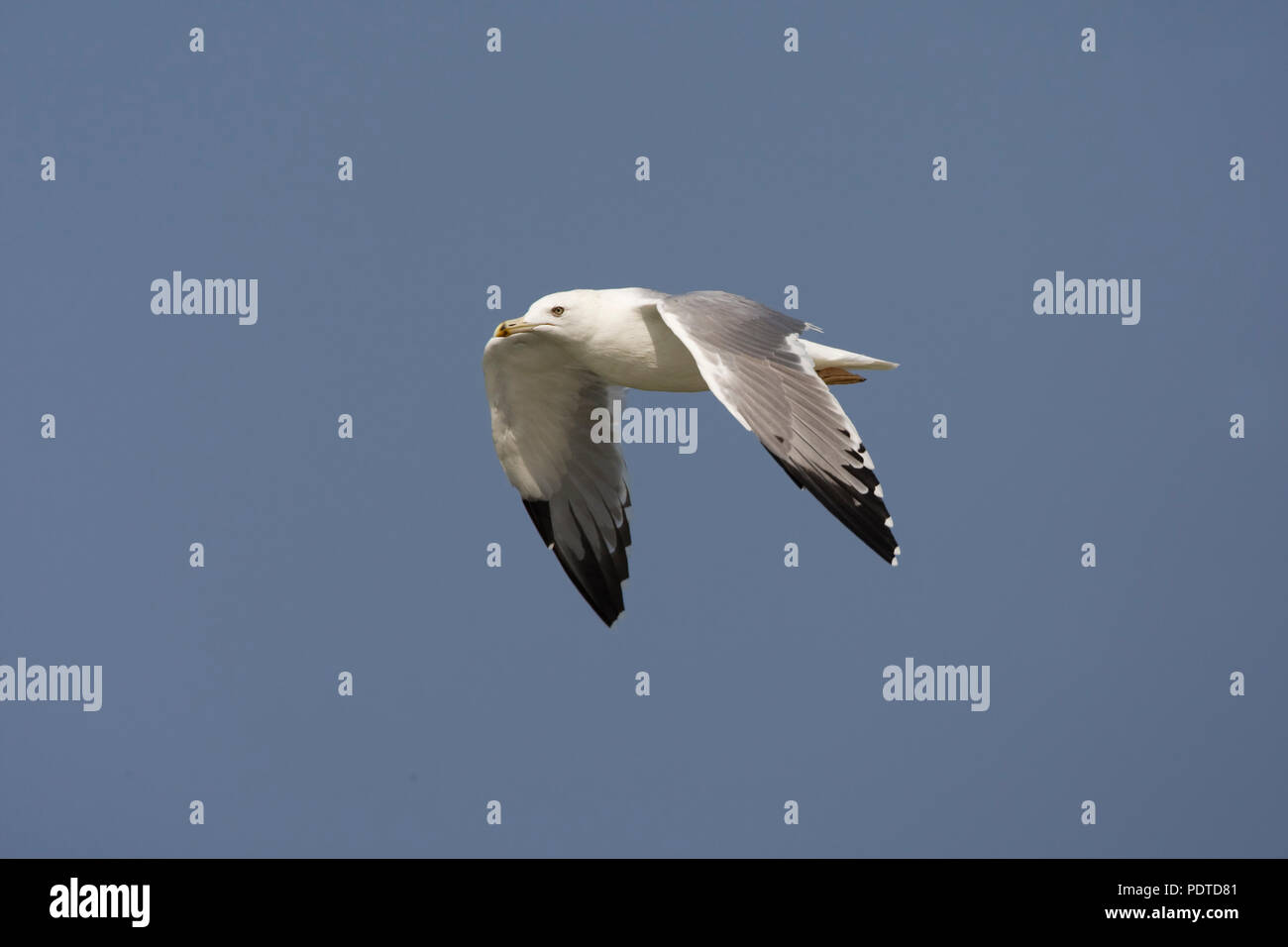 Baraba steppe hi-res stock photography and images - Alamy