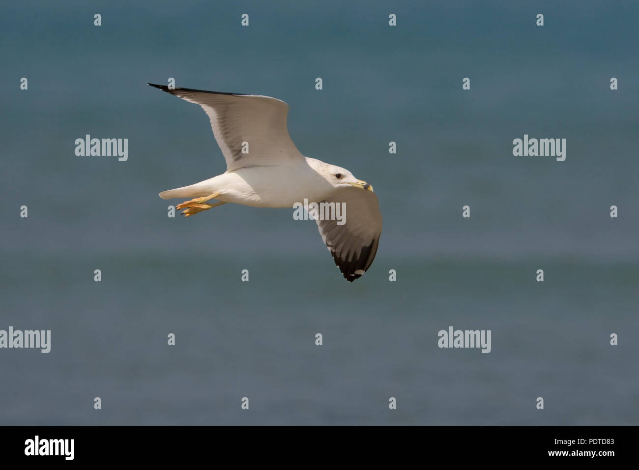 Flying Steppe gull (Larus cachinnans barabensis Stock Photo - Alamy