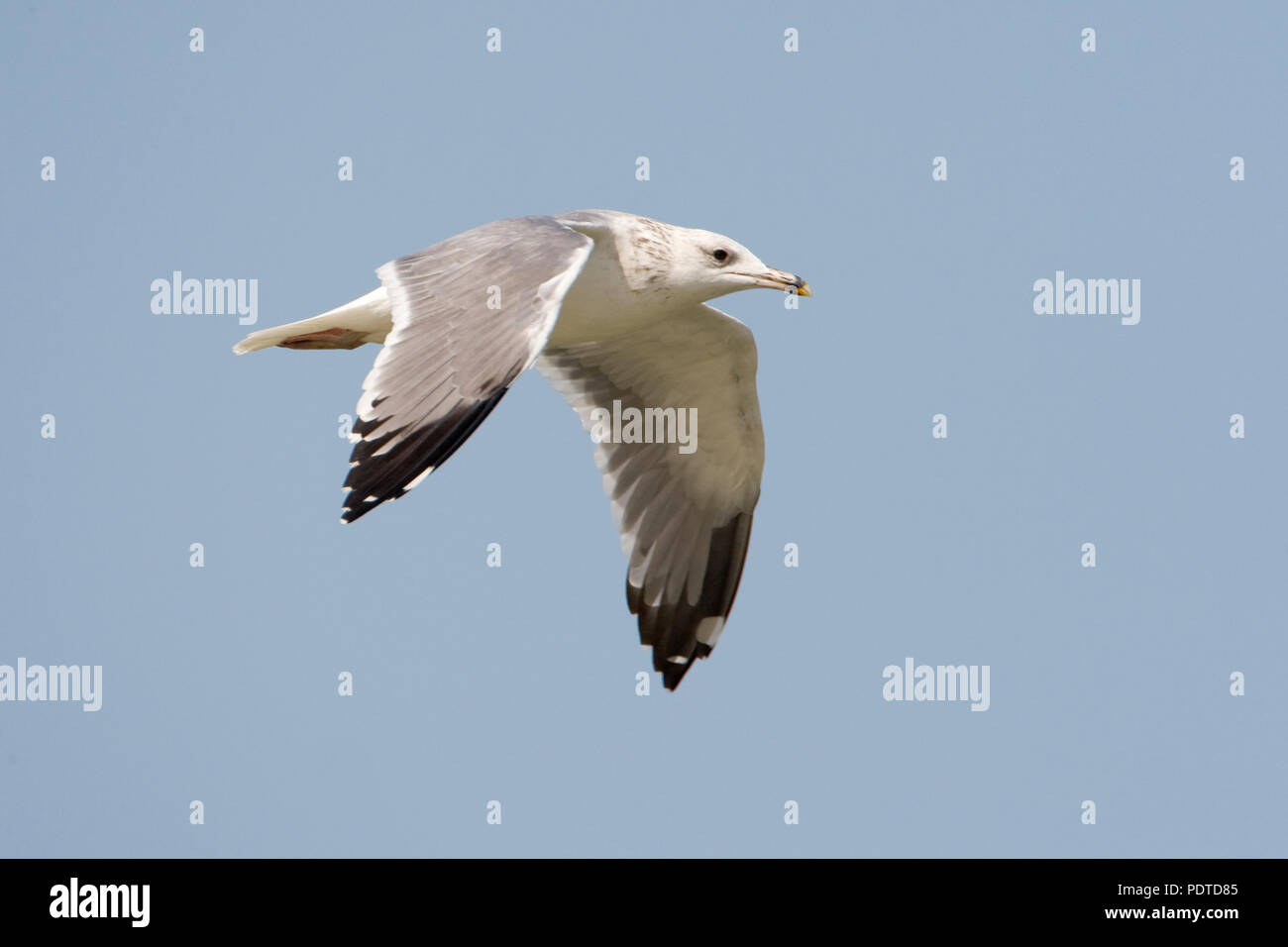 Baraba steppe hi-res stock photography and images - Alamy