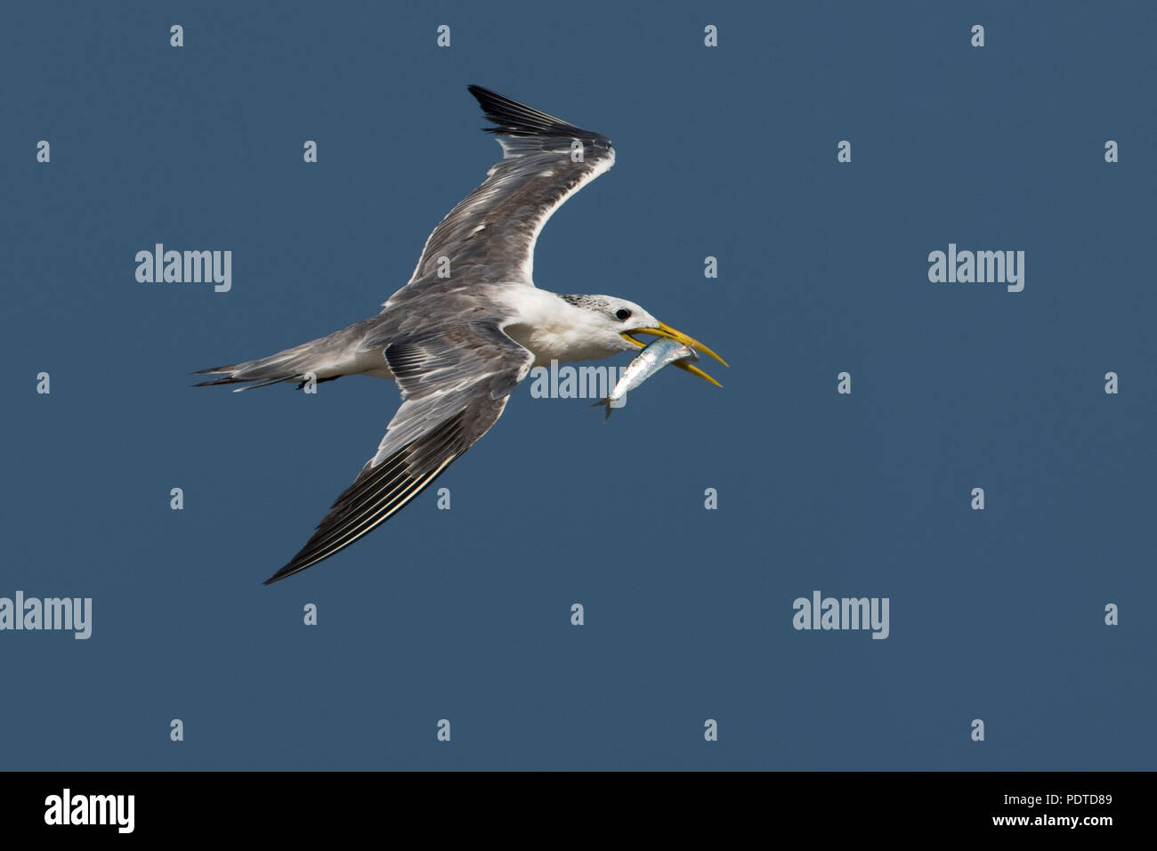 Flying Swift Tern with open wings against blue sky seeing side-view ...