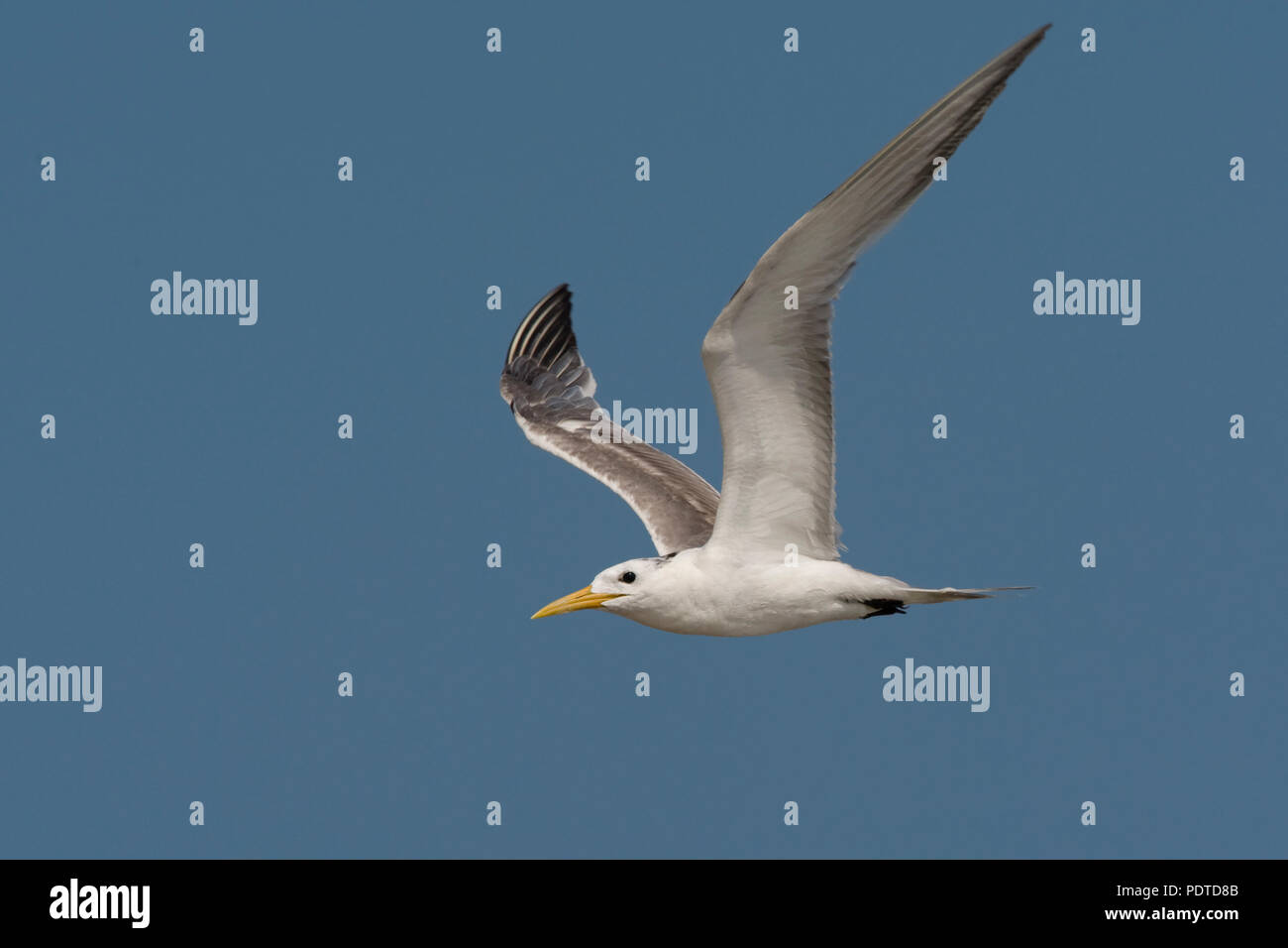 Flying Swift Tern with open wings against blue sky seeing side-view ...