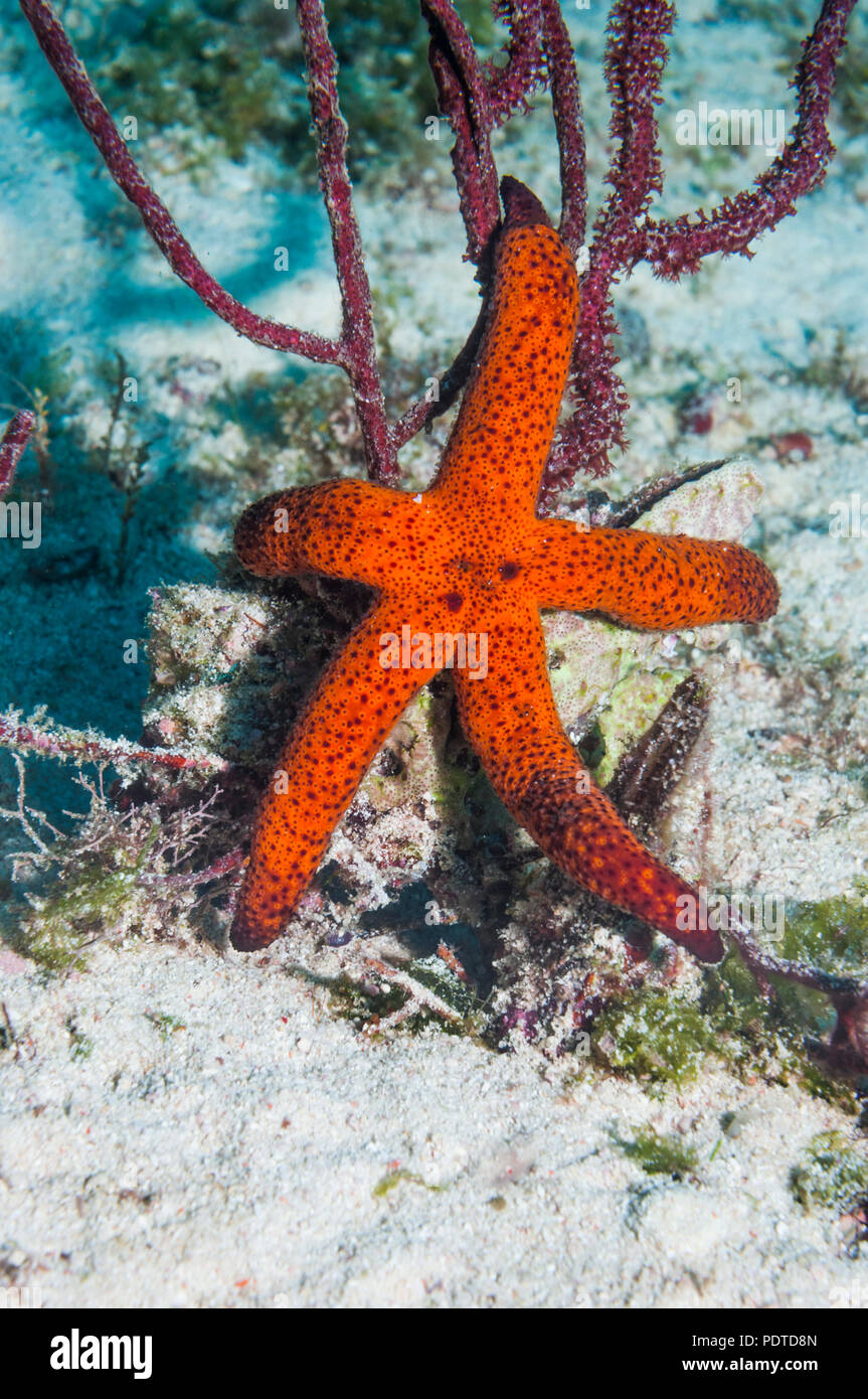 Orange starfish [Echinaster luzonicus]. Cebu, Malapascua Island ...