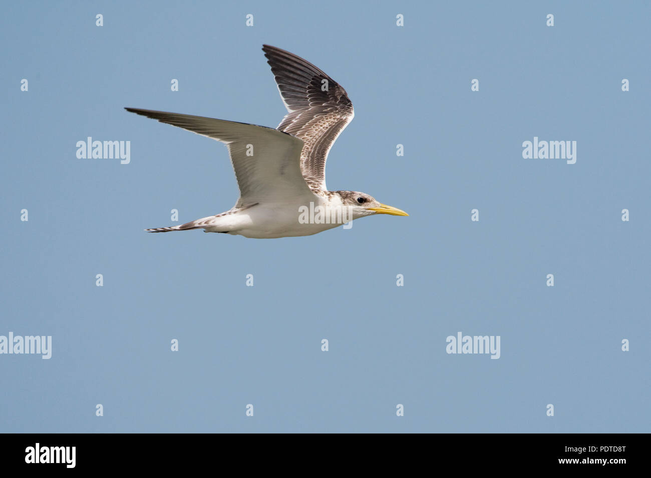 Flying Swift Tern with open wings against blue sky seeing side-view ...