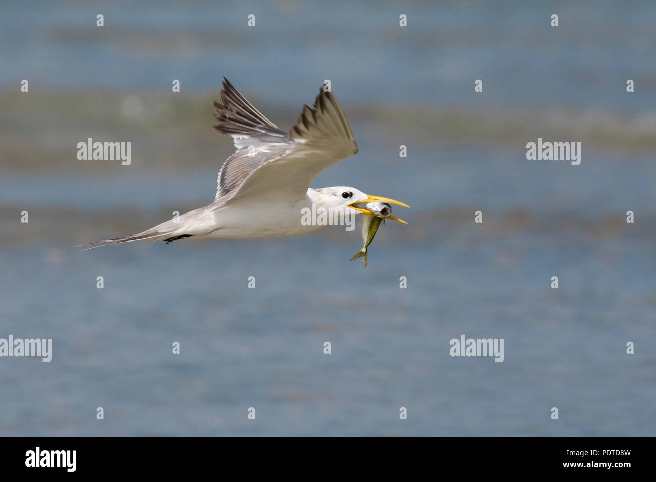 Flying Swift Tern with open wings against blue sky seeing side-view ...