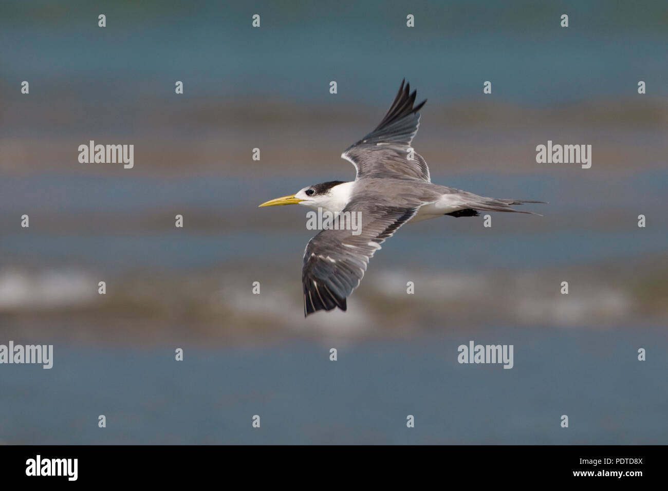 Flying Swift Tern with open wings against breakers in the background ...