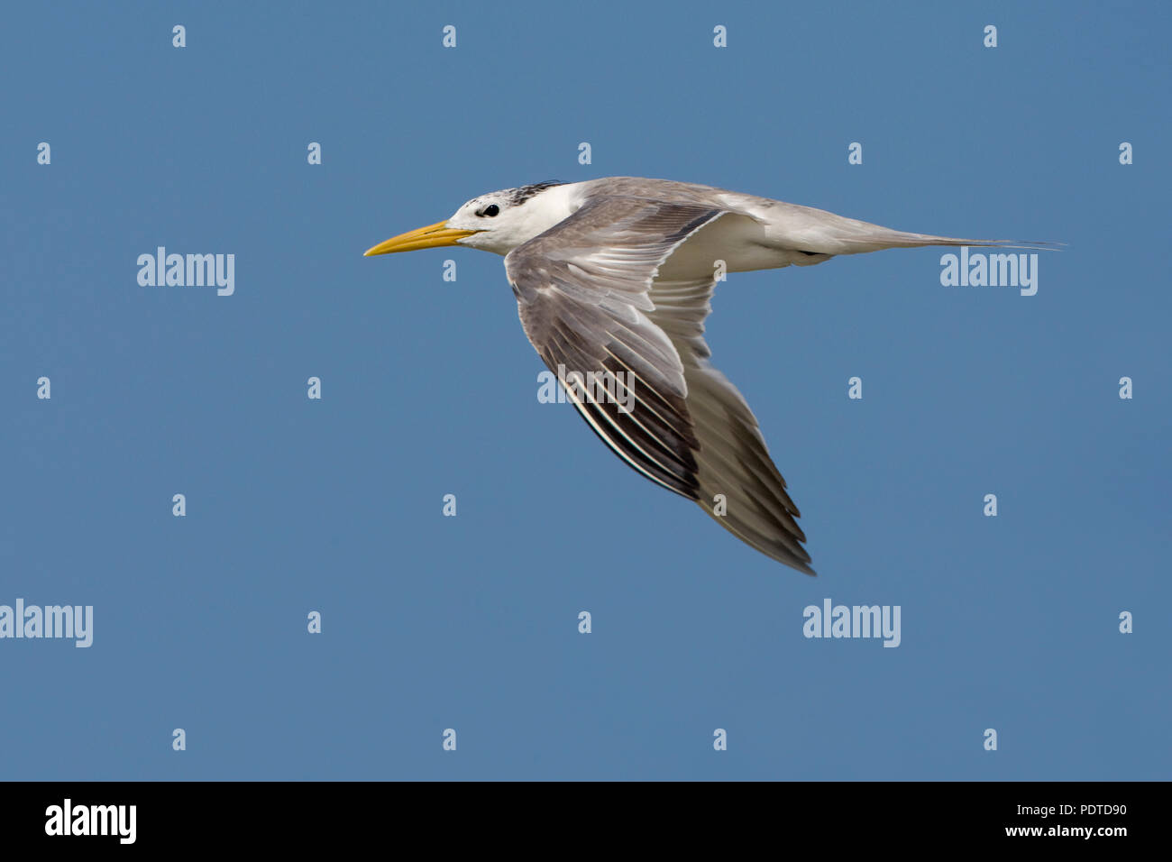 Flying Swift Tern with open wings against blue sky seeing side-view ...