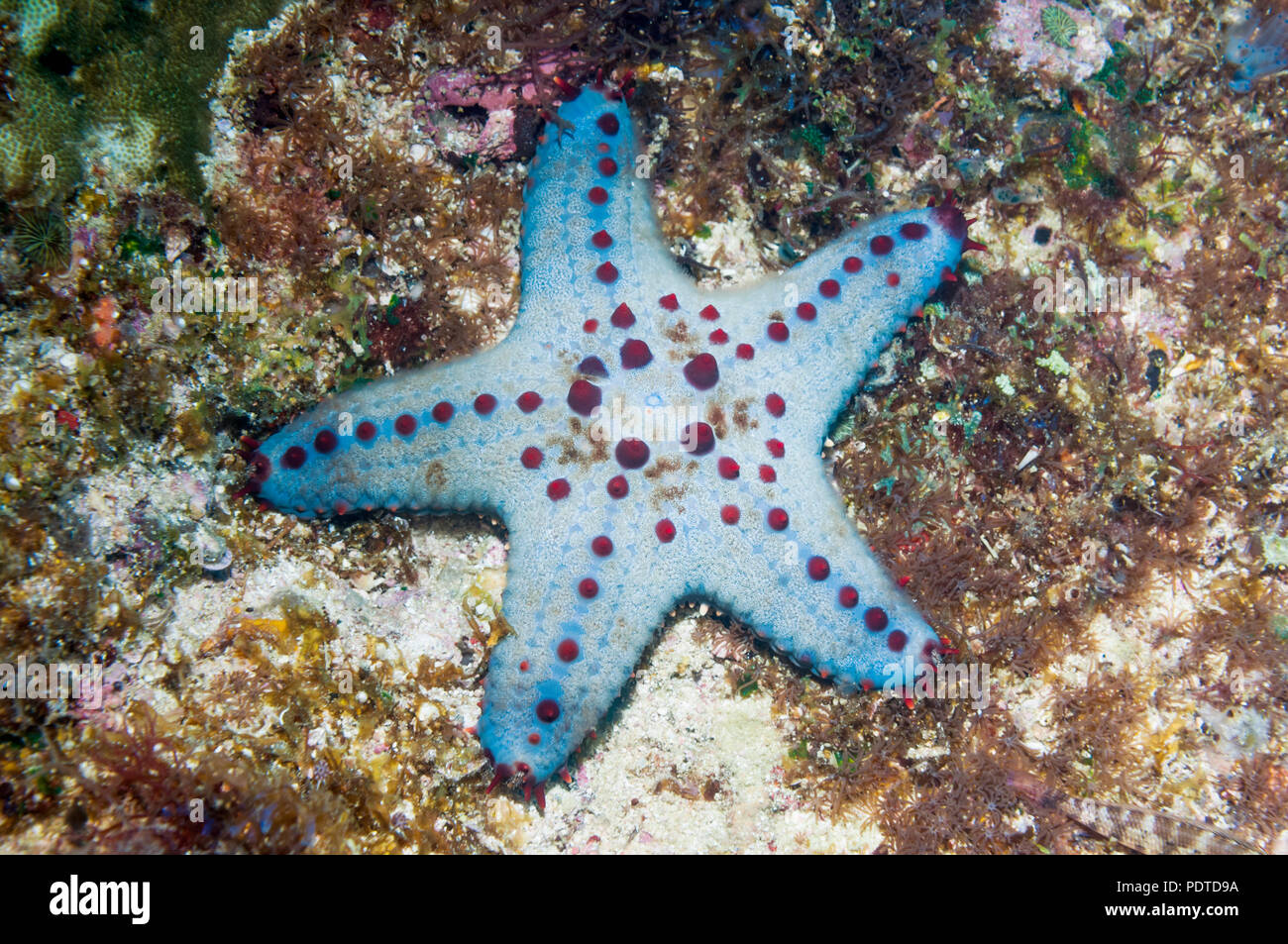 Honeycomb or Cushion starfish [Pentaceraster alveolatus]. Oreasteridae. Malapascua Island ...