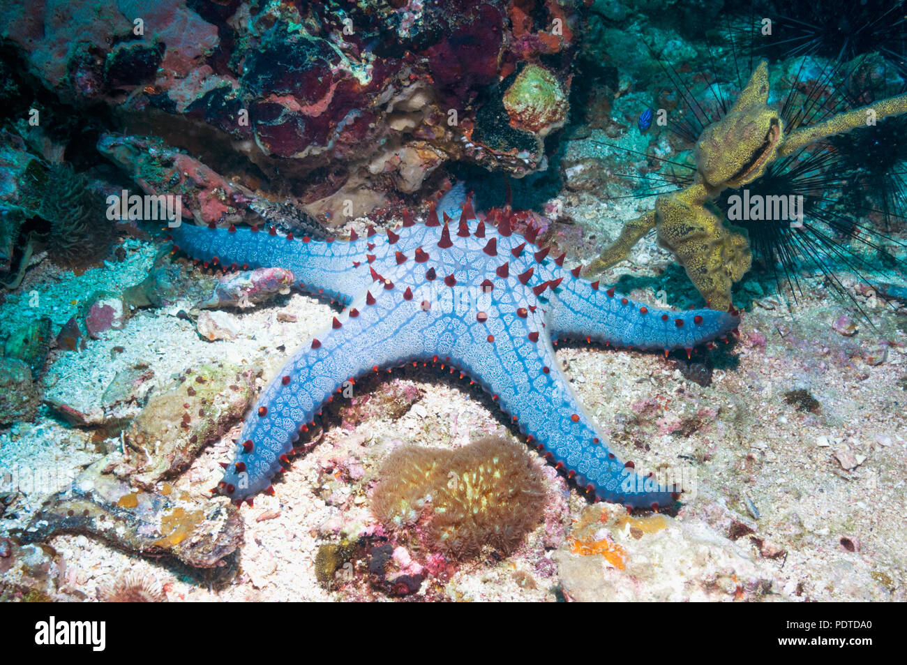 Honeycomb or Cushion starfish [Pentaceraster alveolatus]. Oreasteridae ...